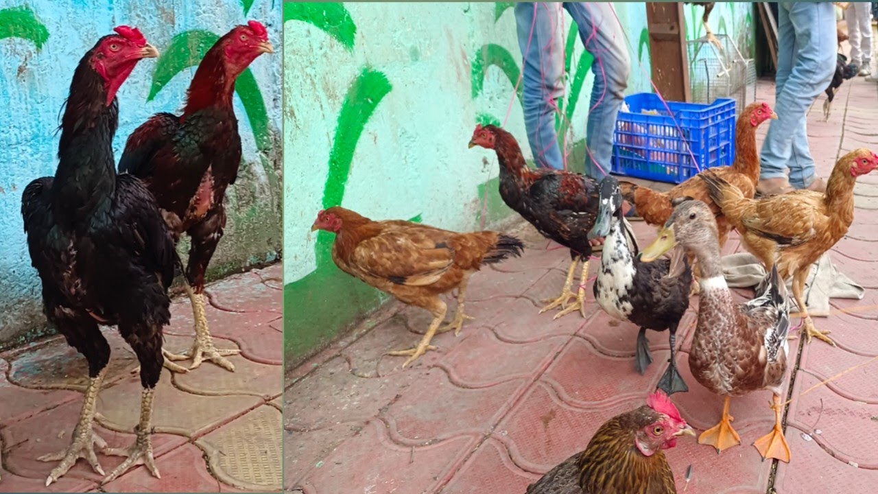 Asil murga market / indore murgi bajar /hasil murga/ #indorepigeon/ # ...