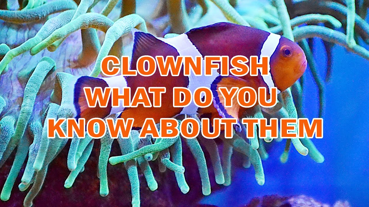 CLOWNFISH | WHAT DO YOU KNOW ABOUT THEM? - YouTube