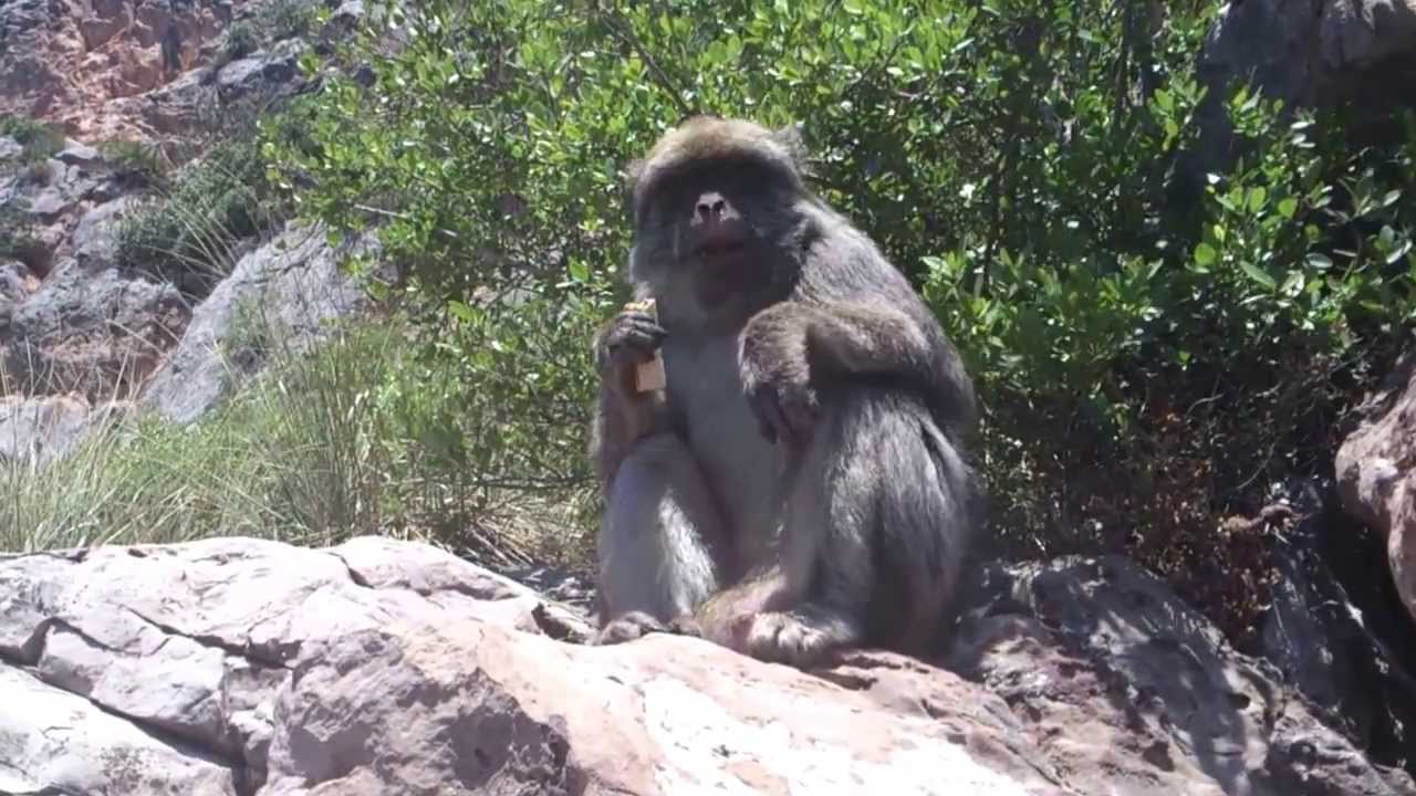 Un Singe qui préfére le Gaufrette que le Pain sec à Yemma Gouraya ...