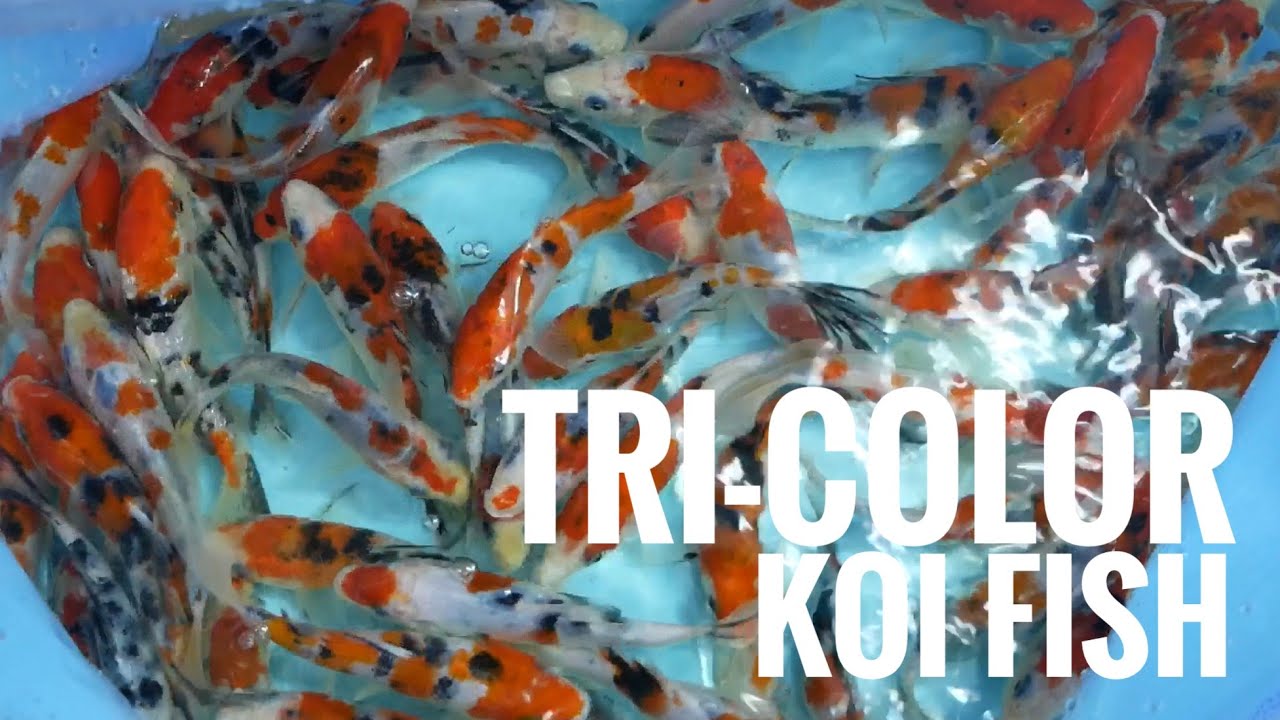 Tri-color koi fish - YouTube
