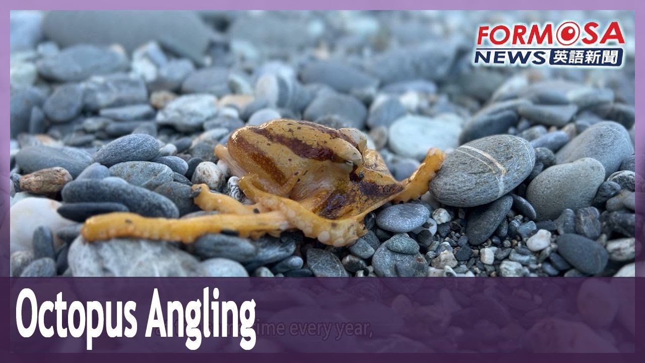 Octopus breeding season delights fishers in Hualien’s Qixingtan｜Taiwan ...