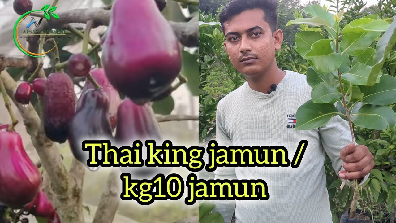 Thai king jamun/ kg 10 jamun ।। Afsana Nursery ।। 7601949430 - YouTube