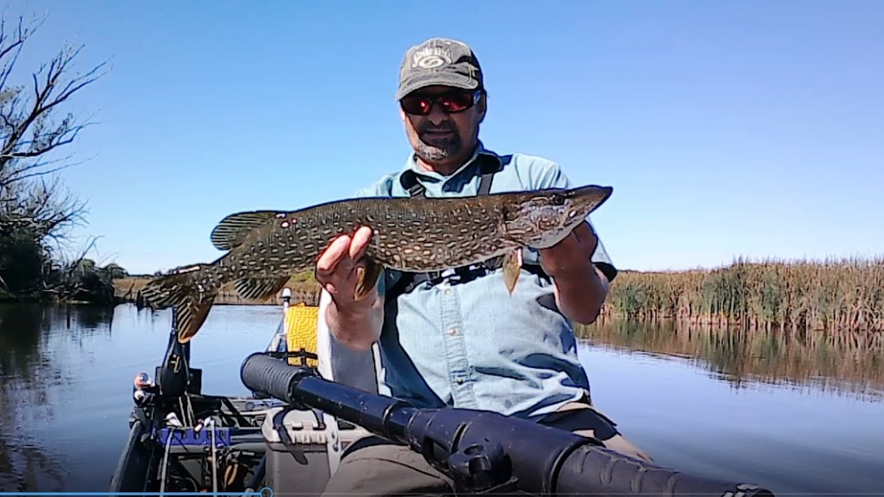 Northern Pike Love Weedless Spoons - YouTube