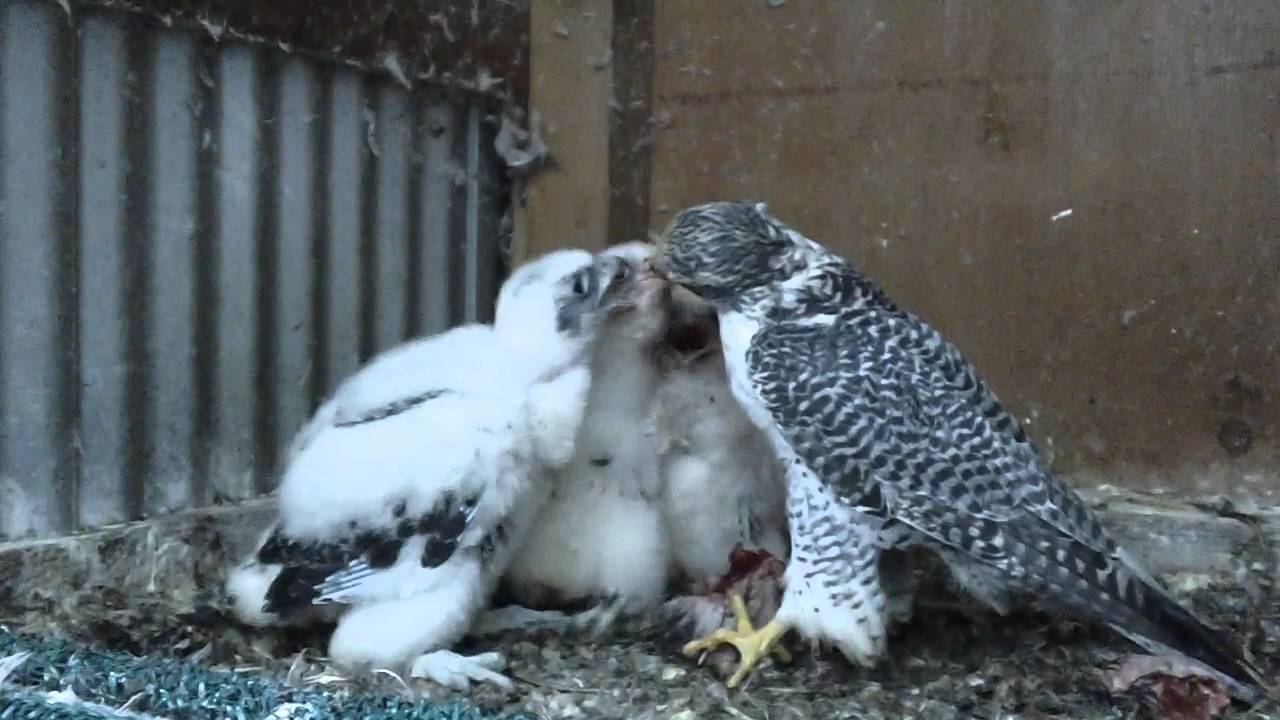 Captive bred gyrfalcon feeding young - YouTube