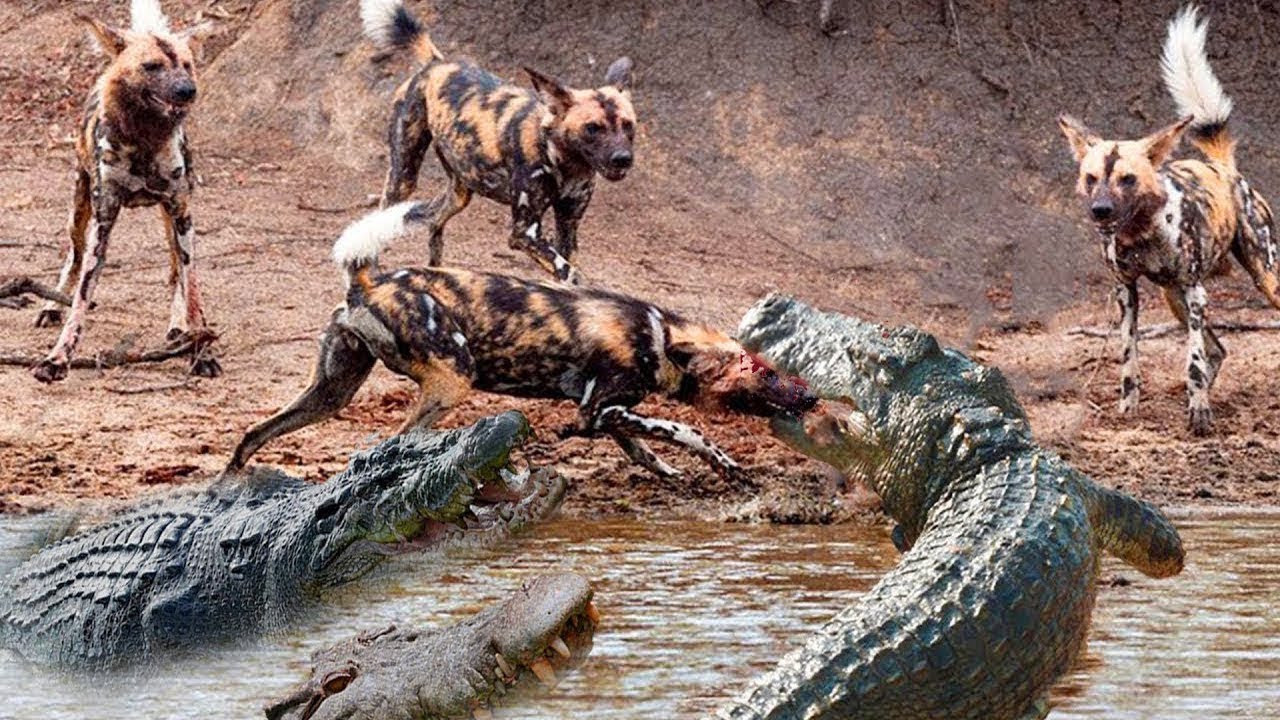 Aghast! Crazed Wild Dog Led The Pack To The Riverbank To Hunt ...