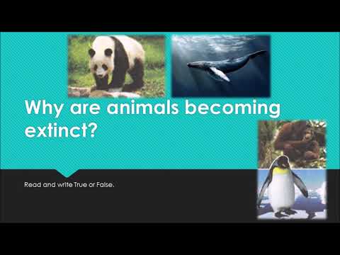【YEAR 4, 5 & 6 ENGLISH】Why are animals becoming extinct - YouTube