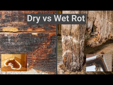Understanding the Differences Between Dry Rot and Wet Rot - YouTube
