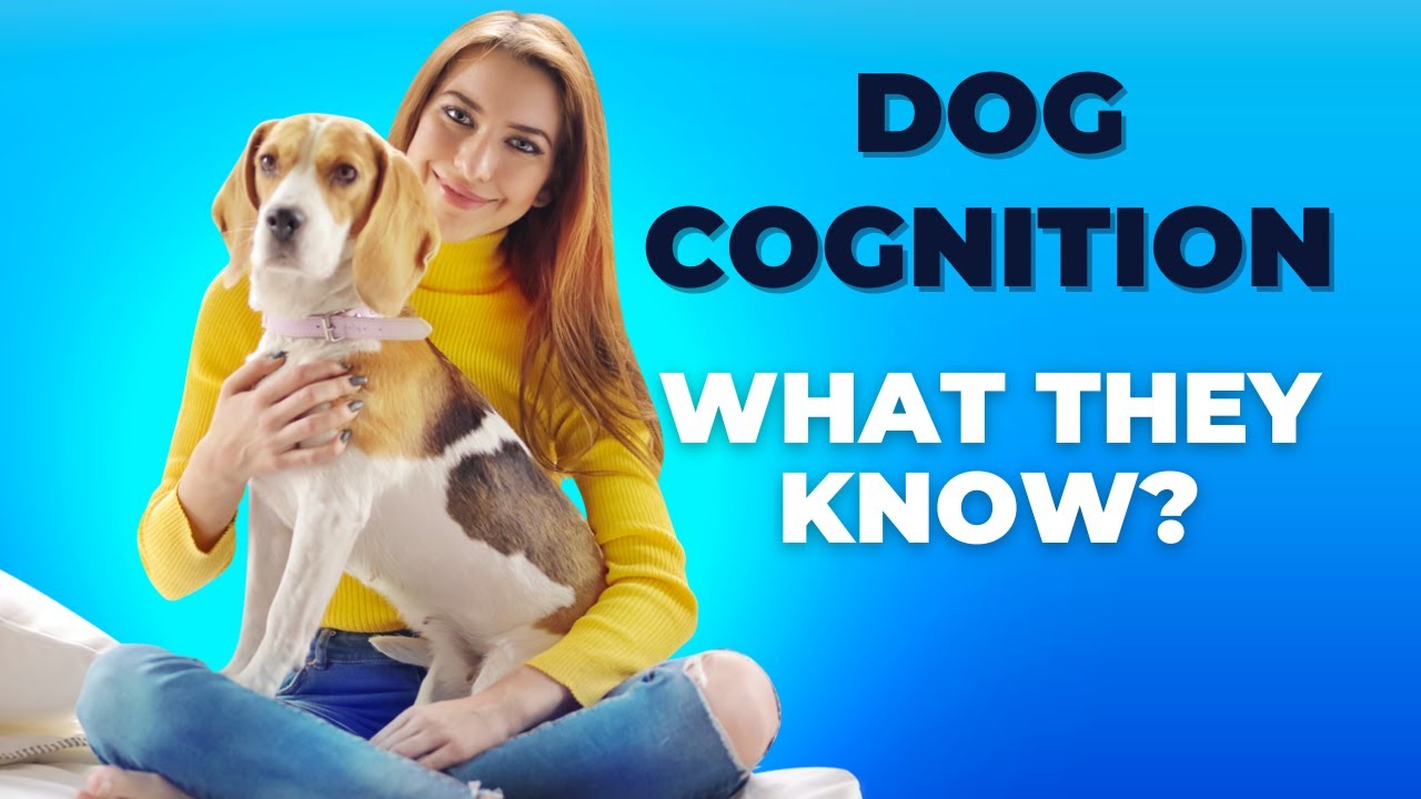 The Fascinating Science of Dog Cognition: What They Know and How They Learn - YouTube