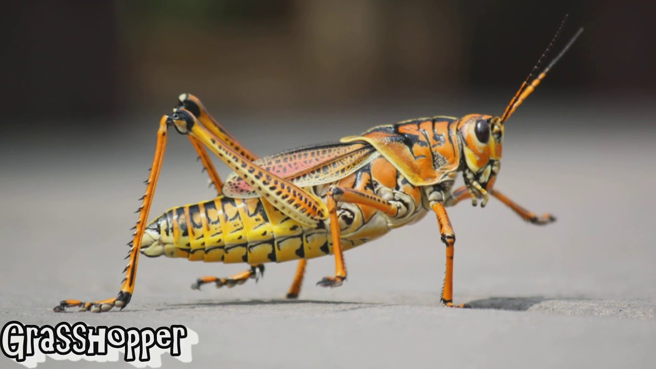 Creepy Crawlies: insects and arachnids - YouTube