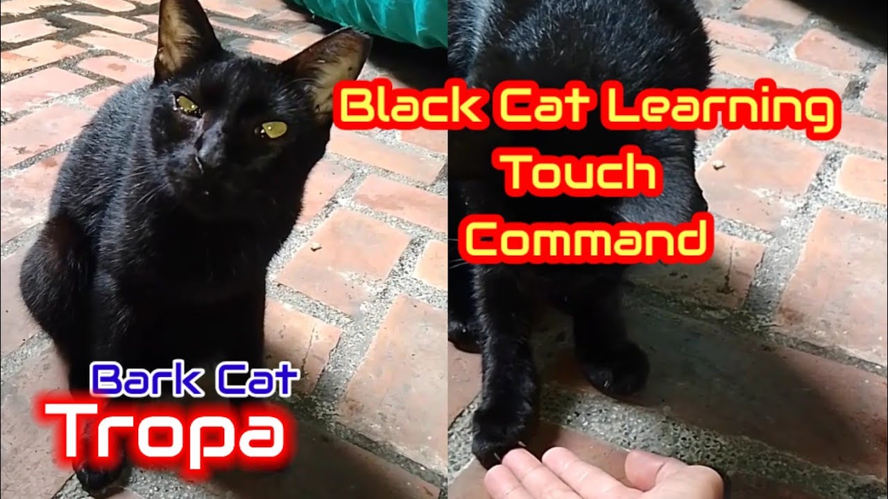 "The Purrfect Touch: A Black Cat's Adventure" - YouTube