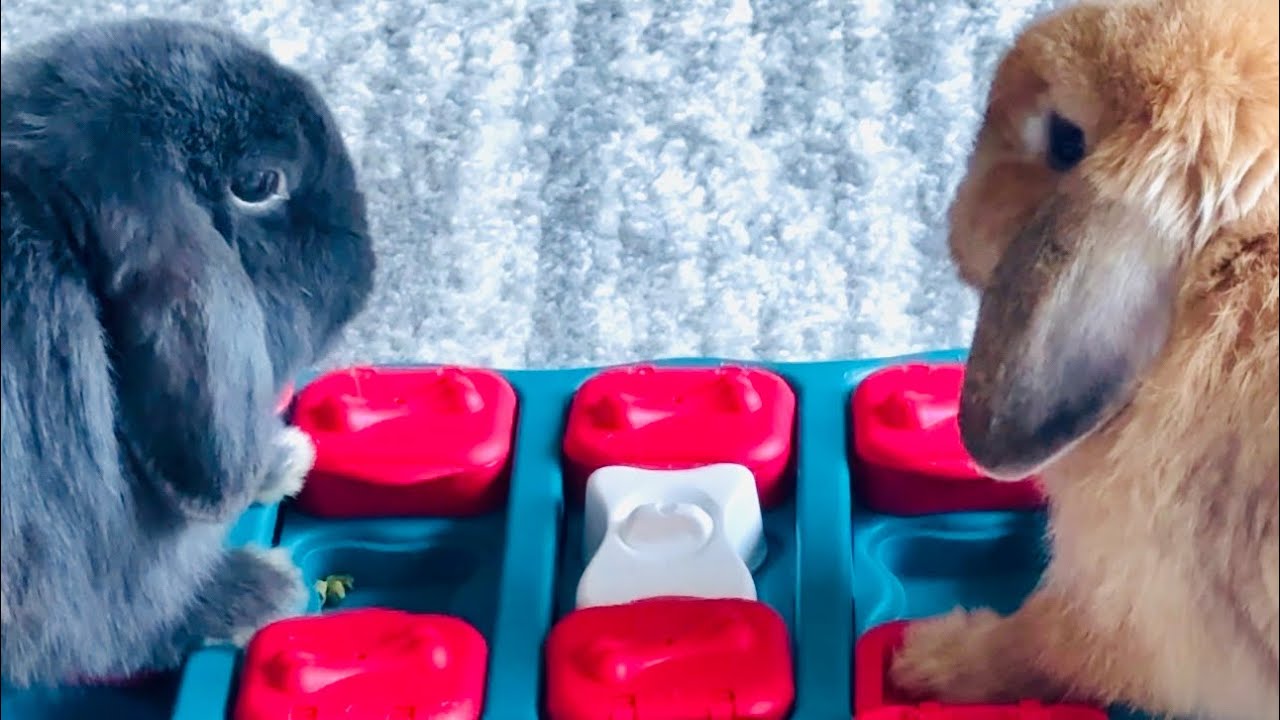 Rabbits Daily Routine - YouTube