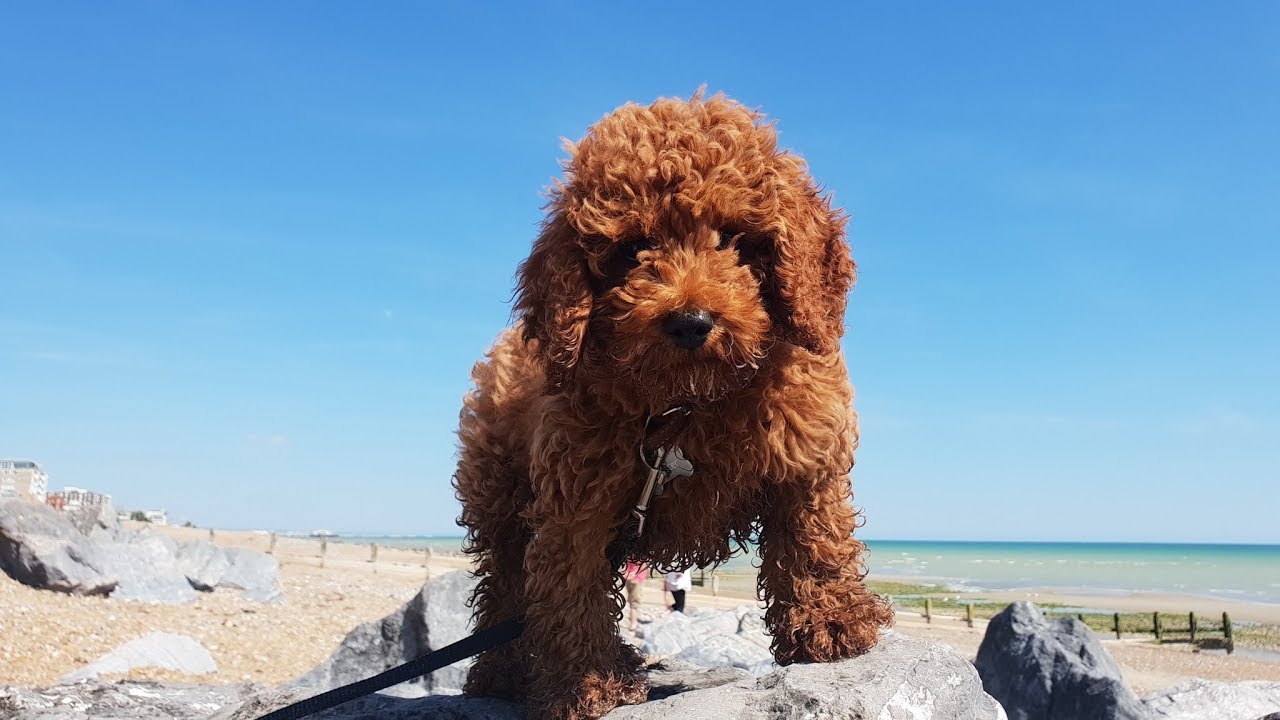 Chester - 13 Week Old Cavapoo Puppy - 2 Weeks Intensive Dog Training ...