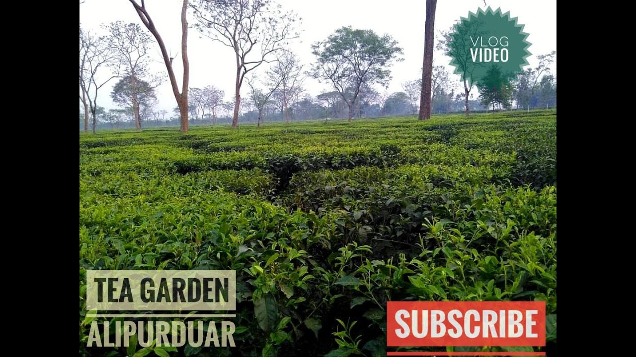 Tea garden, Alipurduar, West Bengal | Vlog video| Beauty of Nature ...