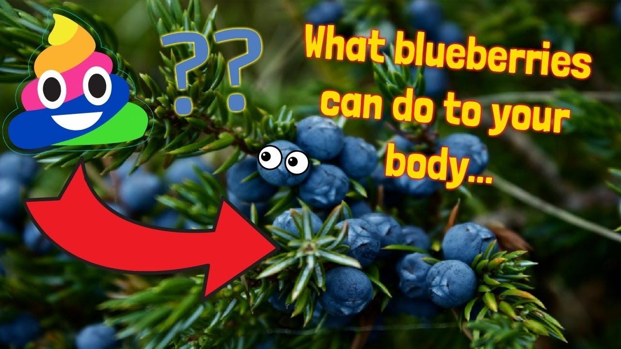 Seven facts about blueberries | Healthy Penguins - YouTube