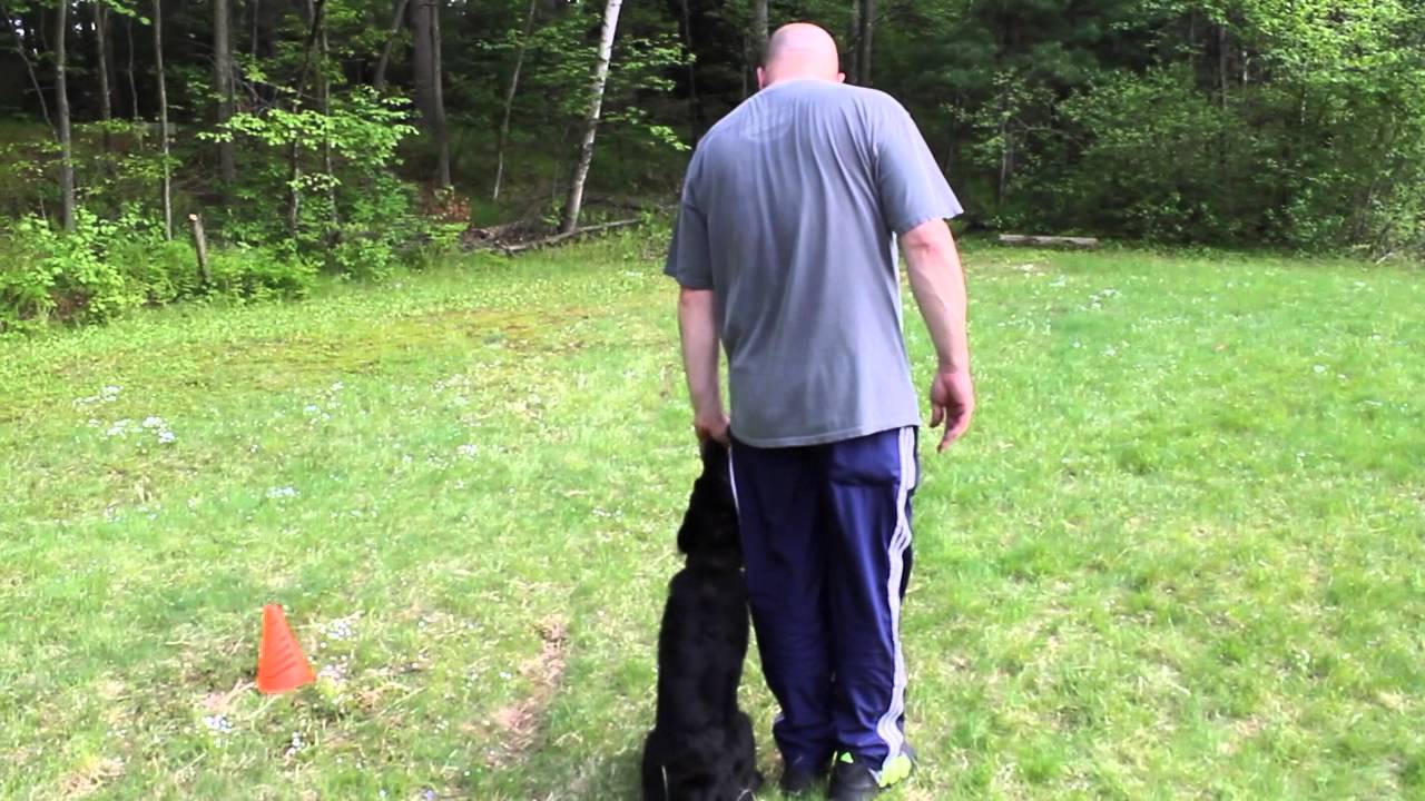 Focused Heeling - YouTube