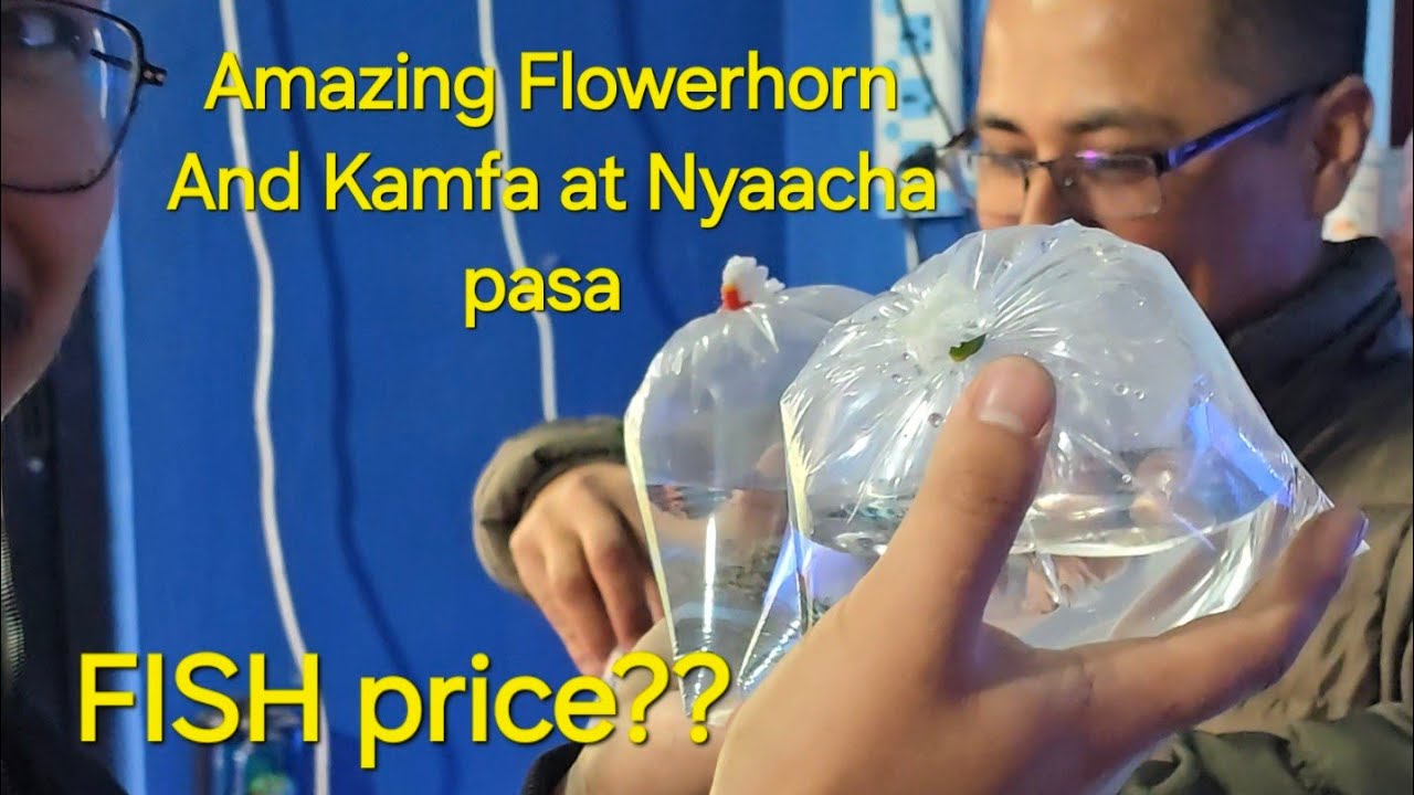 New Amazing Fish Stock at Nyaacha Pasa- Aquarium Fish Shop # ...