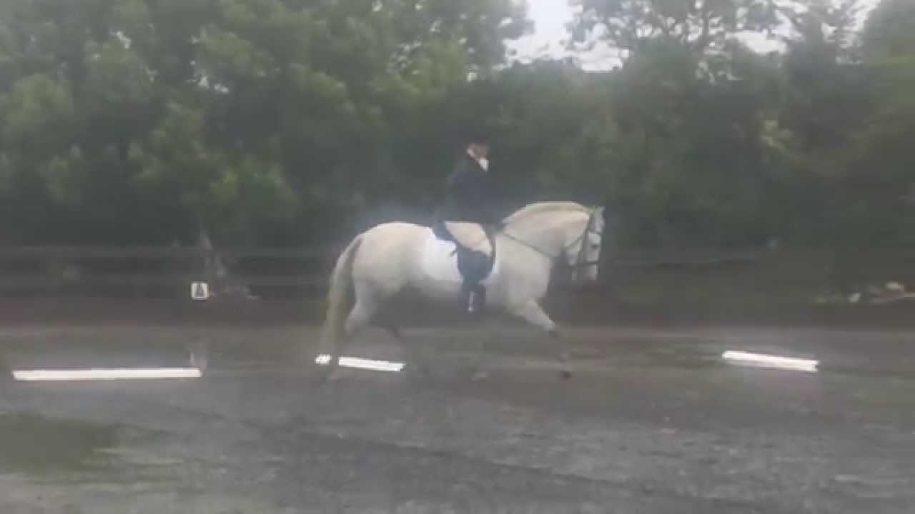 Grey Lad III - Prelim 18 Dressage Test - YouTube