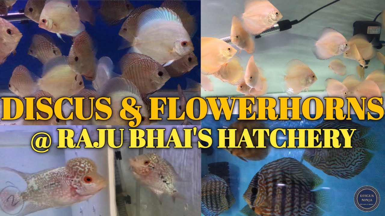 DISCUS @ Raju Bhai's Hatchery | FLOWERHORNS @ RAJU BHAI'S HATCHERY ...