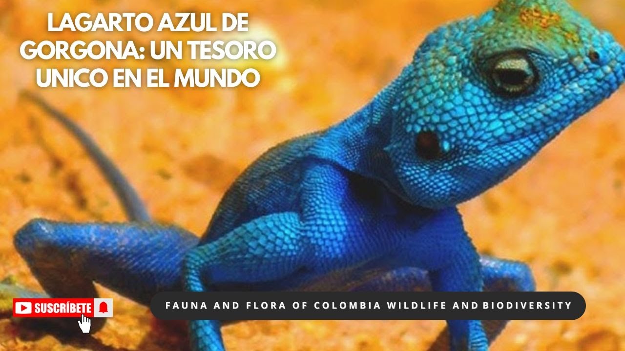Lagarto Azul de Gorgona: Un tesoro natural único en Colombia. # ...