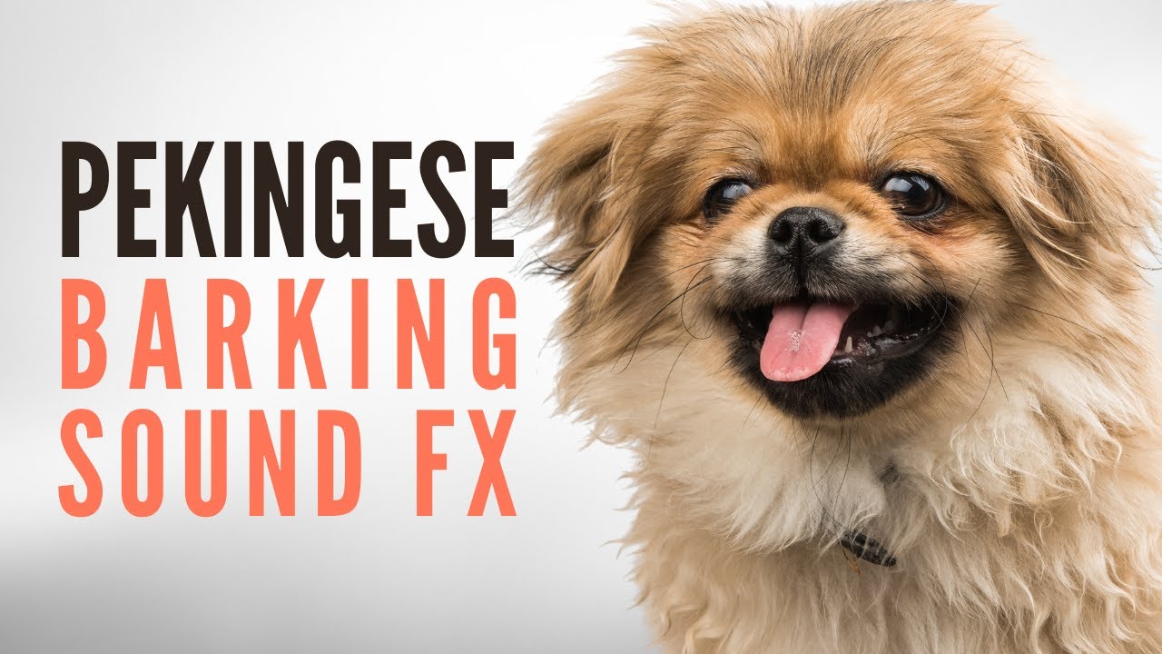 Pekingese Puppy Barking. Pekingese Excessive Barking NON STOP for More ...