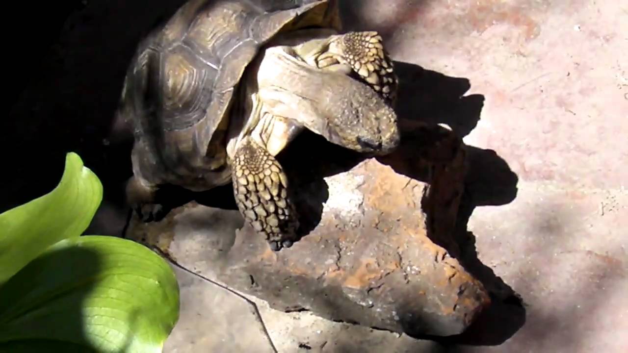tortuga culiando un ladrillo - YouTube