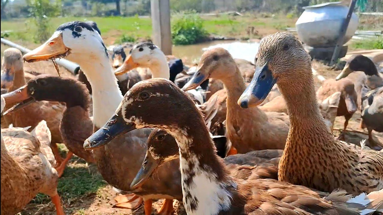 Around the DUCKS . NATURE. INDIAN RUNNER DUCKS. beautiful ducks ...