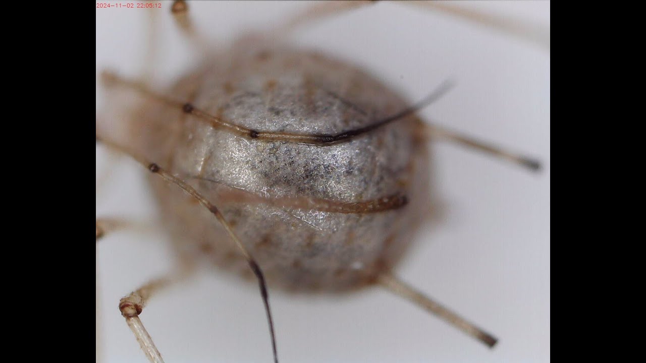 Aphid parasitoid wasp emerging from "mummified" aphid - YouTube