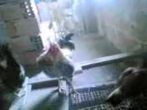 rooster amazing Horoz azgın horoz tam bir komedi