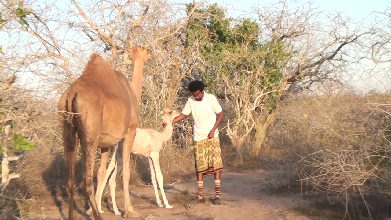 VLOG GEEL HADDA DHALAY IYO IGARRE OO DHEX TAGAY VIDEO - YouTube