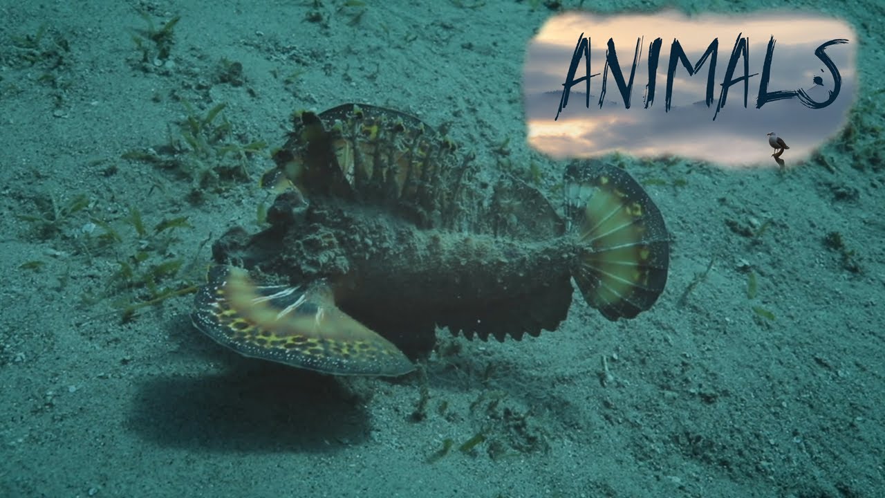 Scorpion fish in the deep sea.Animals Of The World.Domestic and Wild ...