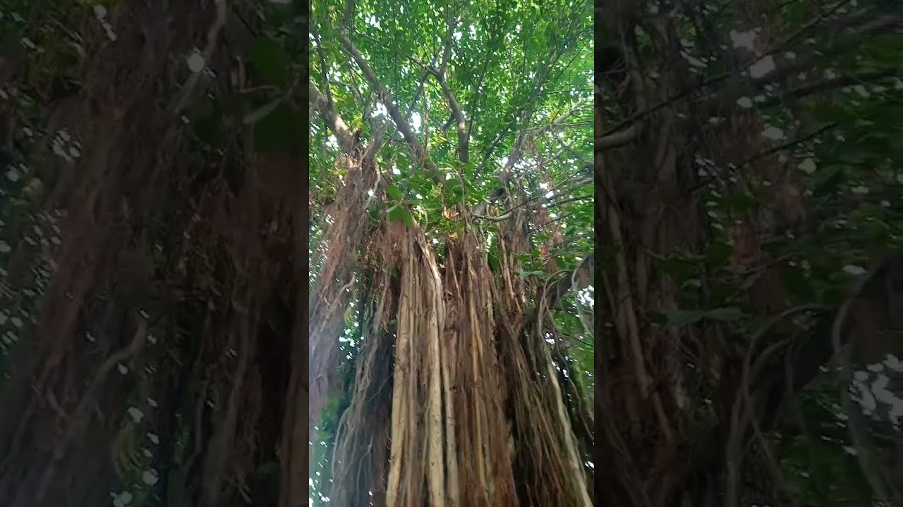 Big Very Old Tree Approx 100yrs old - YouTube