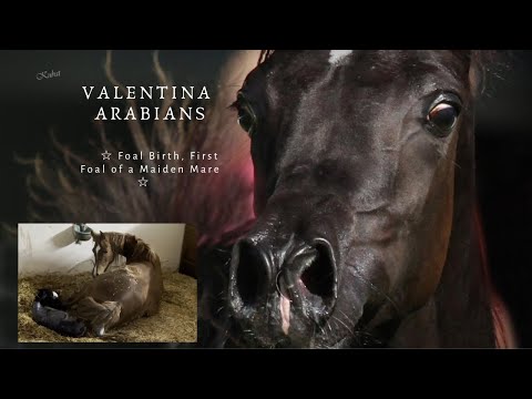 💕☆ Foal Birth, First Foal of a Maiden Mare ☆💕 #foalbirth #foal #foals