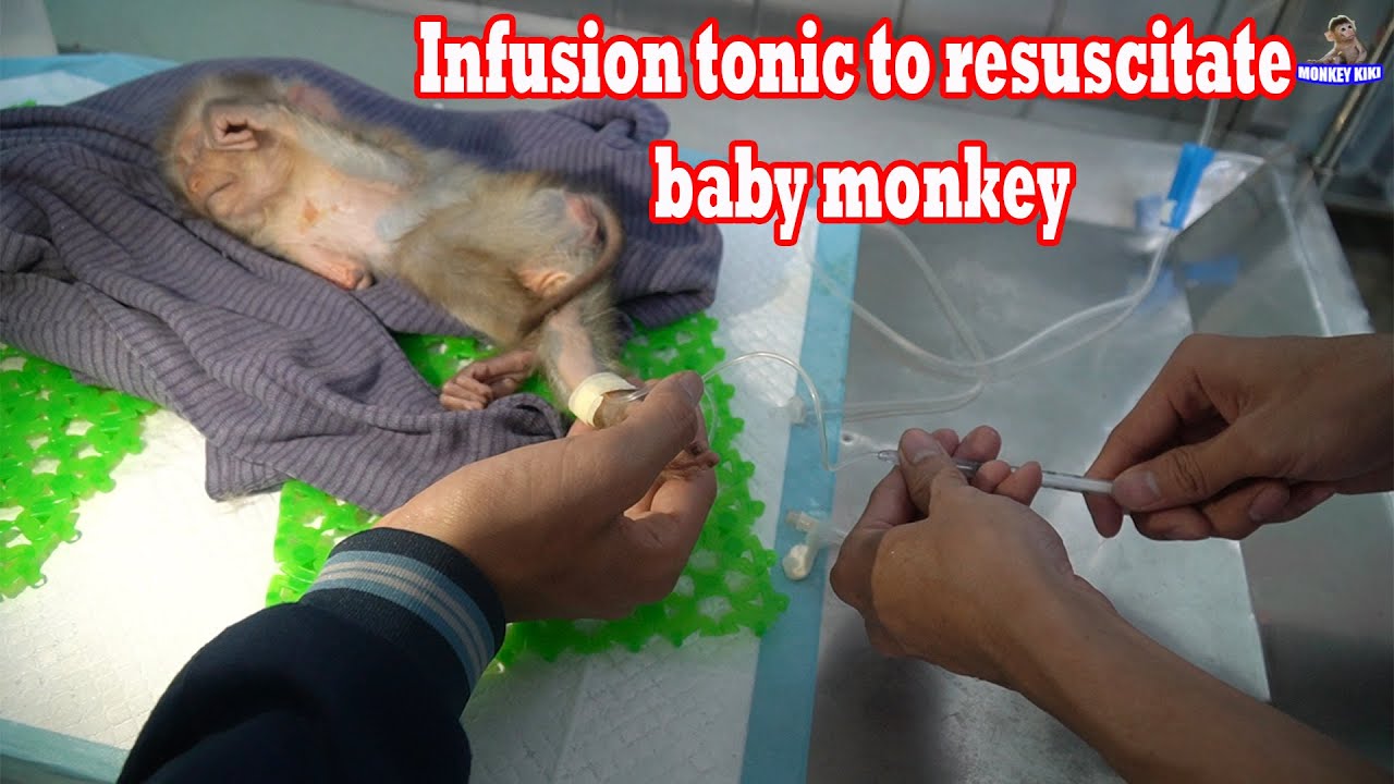 Infusion tonic to resuscitate baby monkey • Monkey KiKi - YouTube