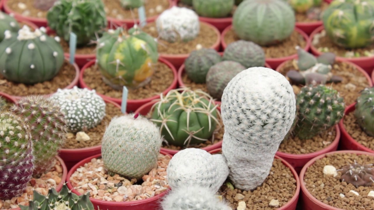 Cactus Society @กระท่อมลุงจรณ์ - YouTube