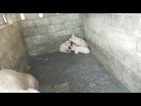 मेरो पिक फार्म लेखनाथ तनहु bangur farm - YouTube