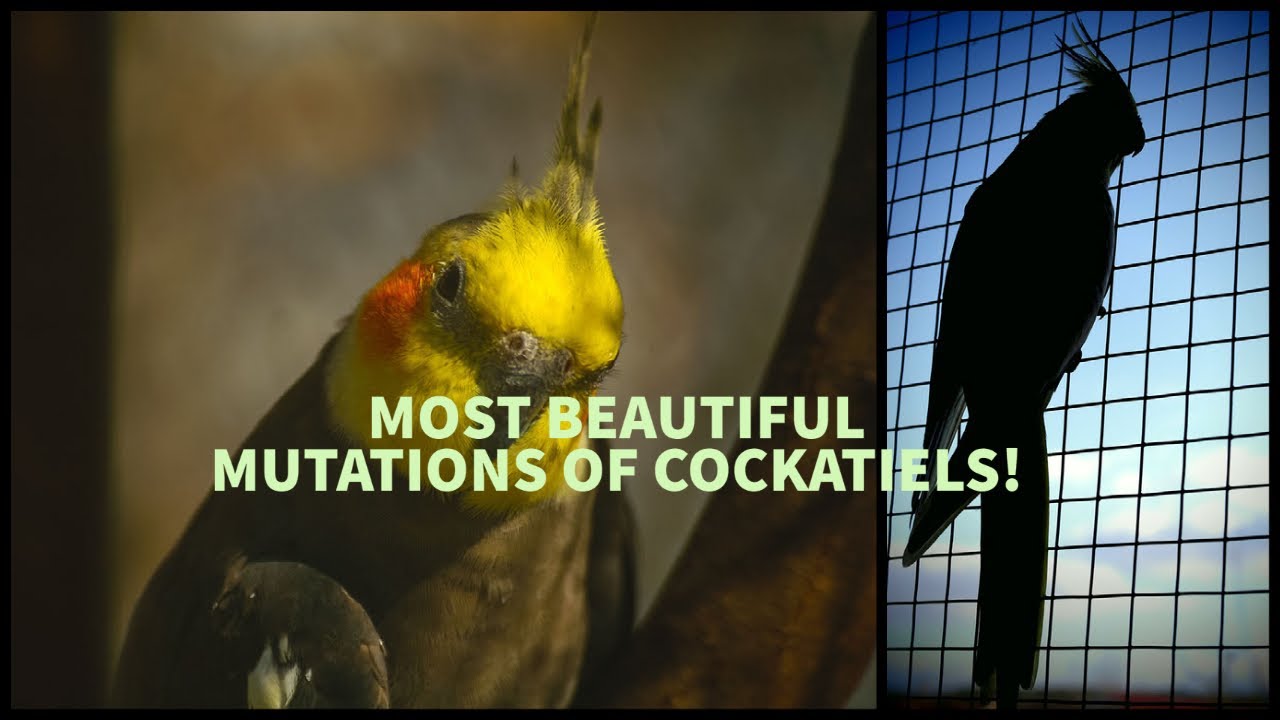 MUTATIONS OF COCKATIELS|| RARE MUTATIONS OF COCKATIELS - YouTube