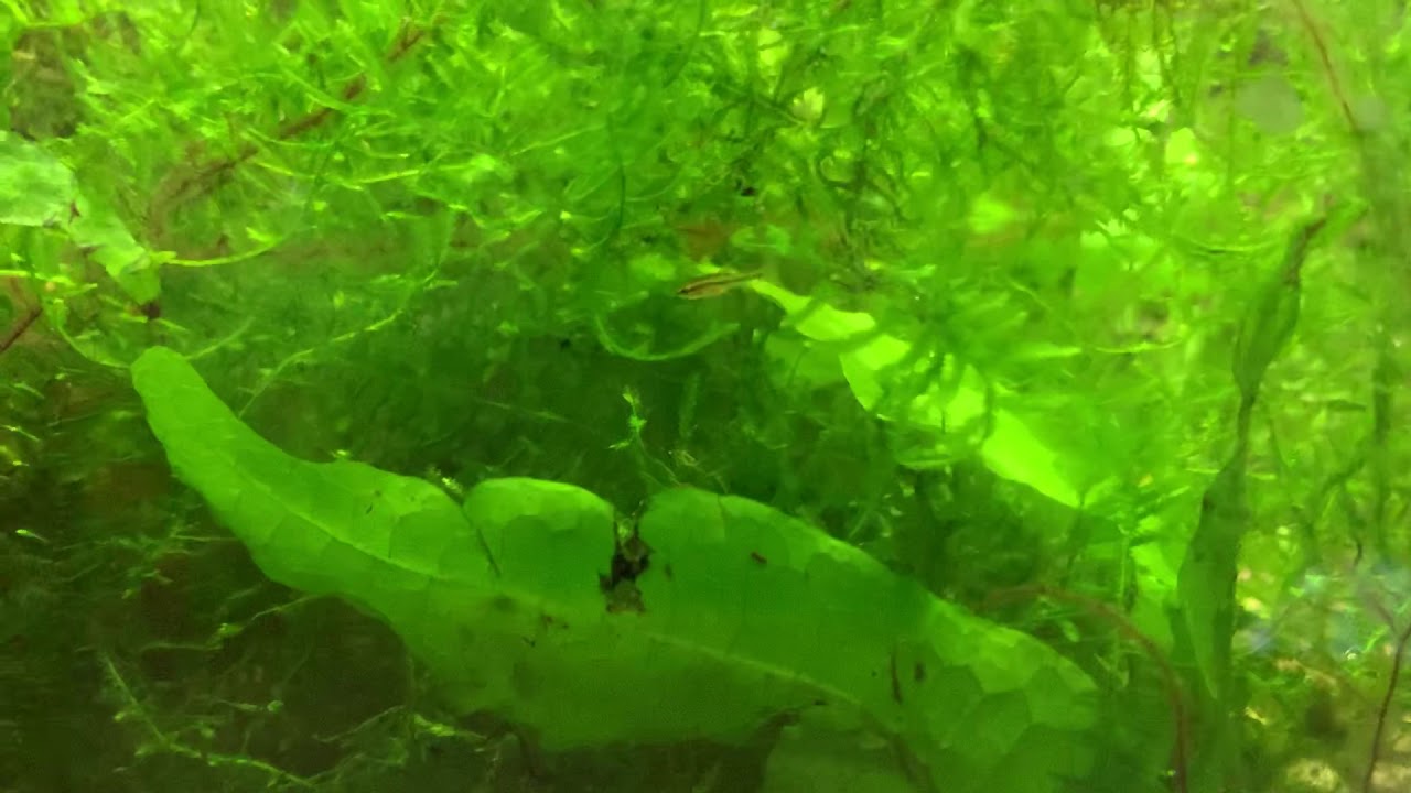 Cherry Barb Fry - YouTube