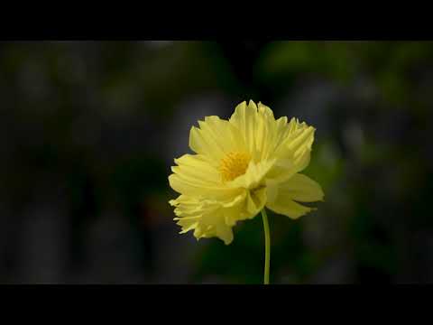 Flower moving by the wind