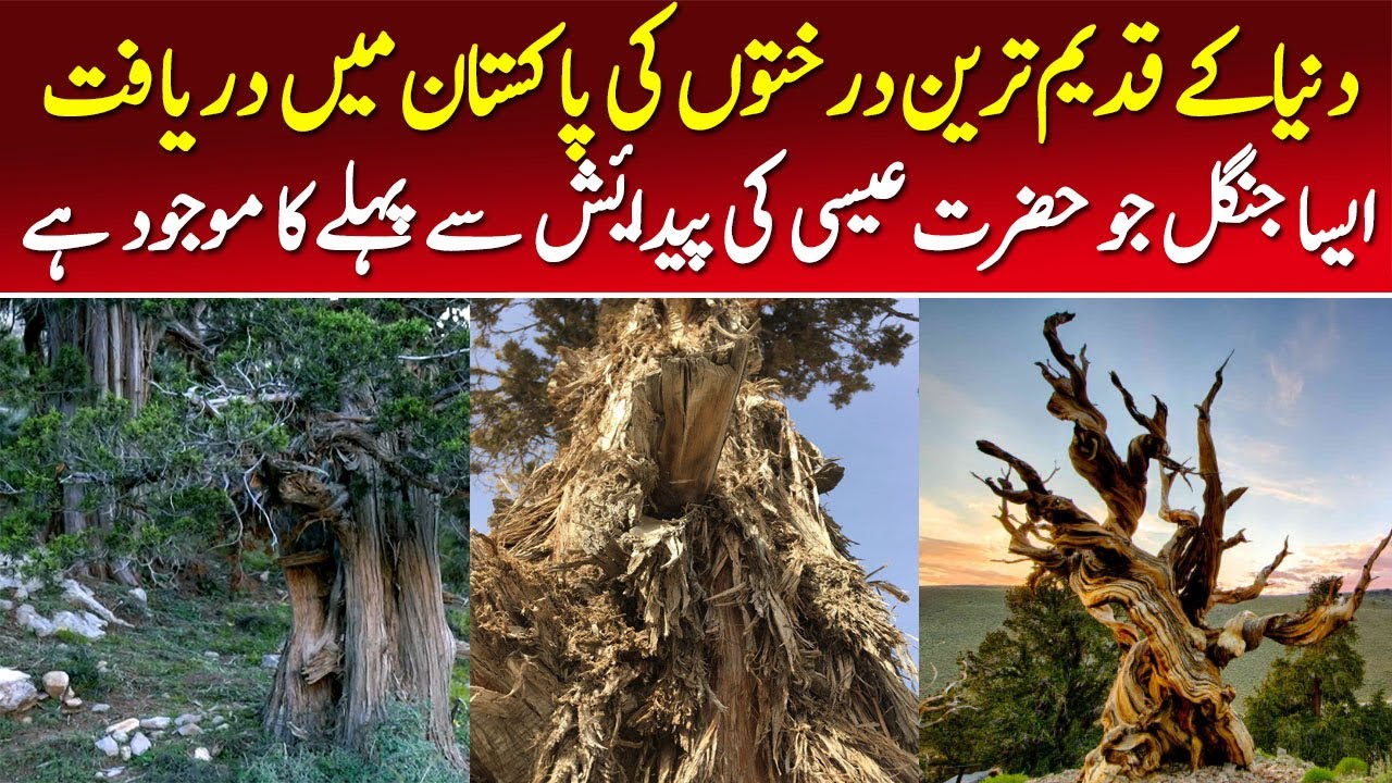 Discovering the Ancient Trees of Pakistan: A Journey Through Time ...