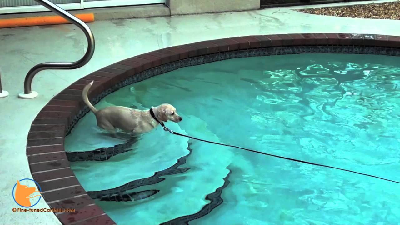 Swimming training and confidence building in the water - FINE-TUNED ...