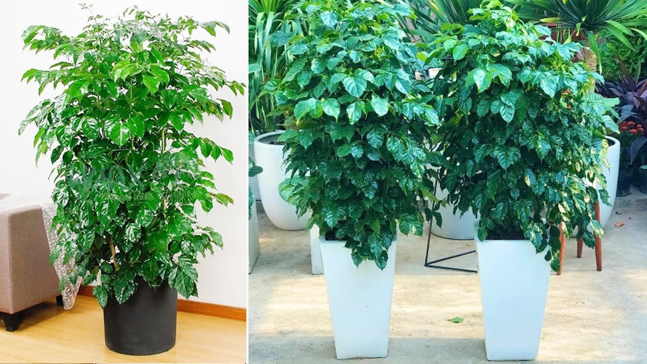 How to grow and care for emerald tree - YouTube