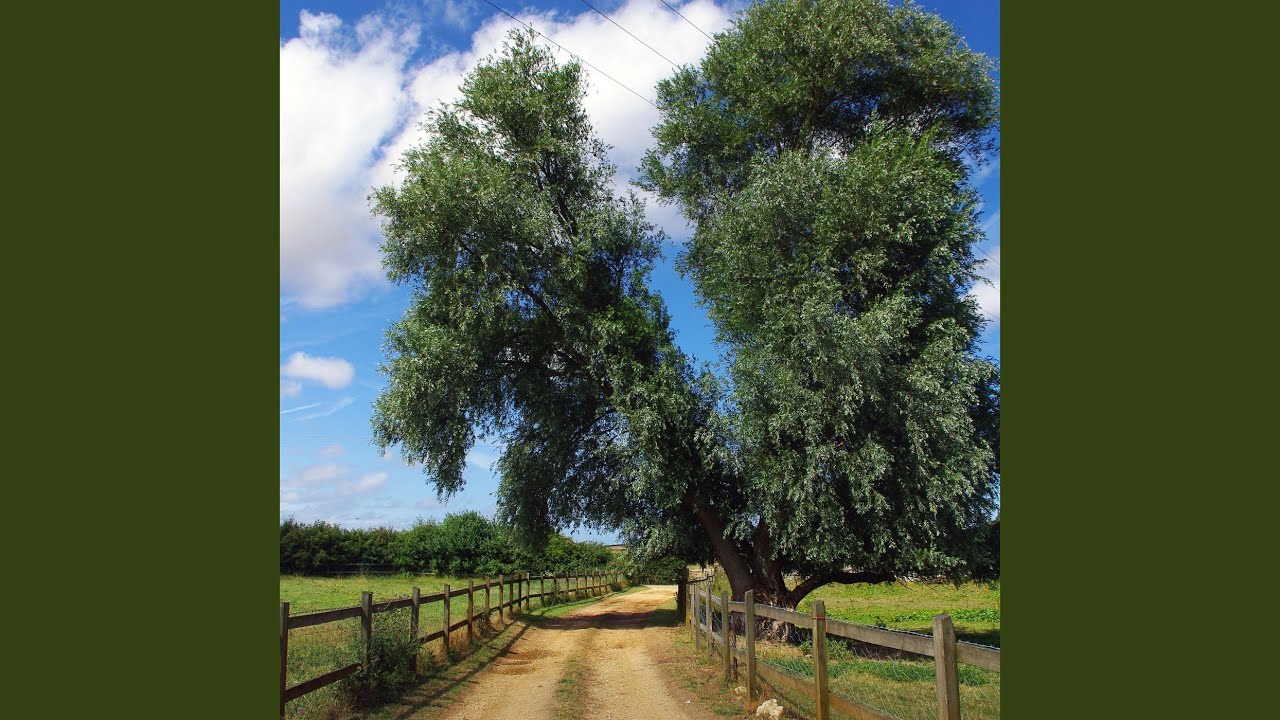 Deep Creaking Tree - YouTube