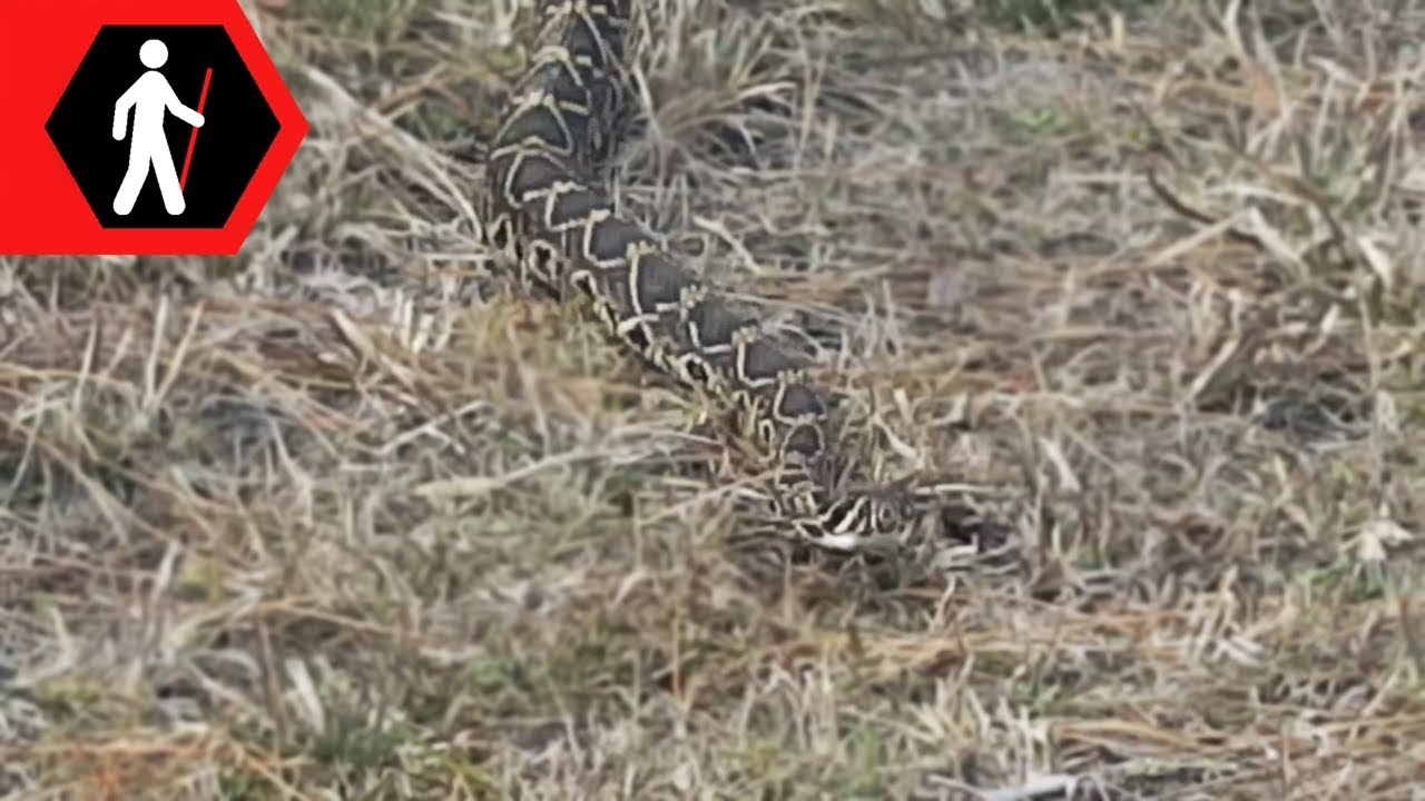 2/1/18 Hike - Part 8: SNAKES!! (Triple N Ranch WMA) - YouTube