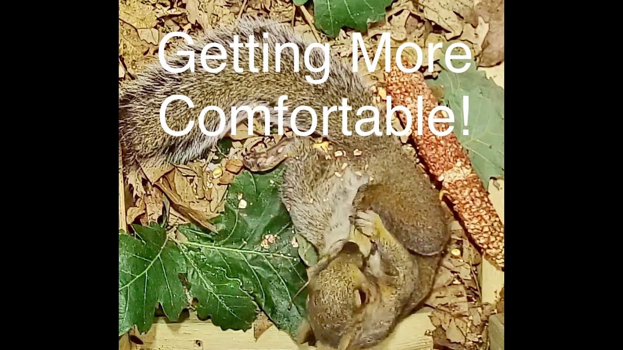 Getting More Comfortable! | My Backyard Friends - YouTube