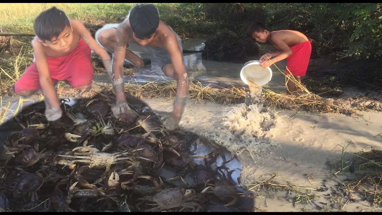 Catch crabs in the pond in Cambodia - YouTube