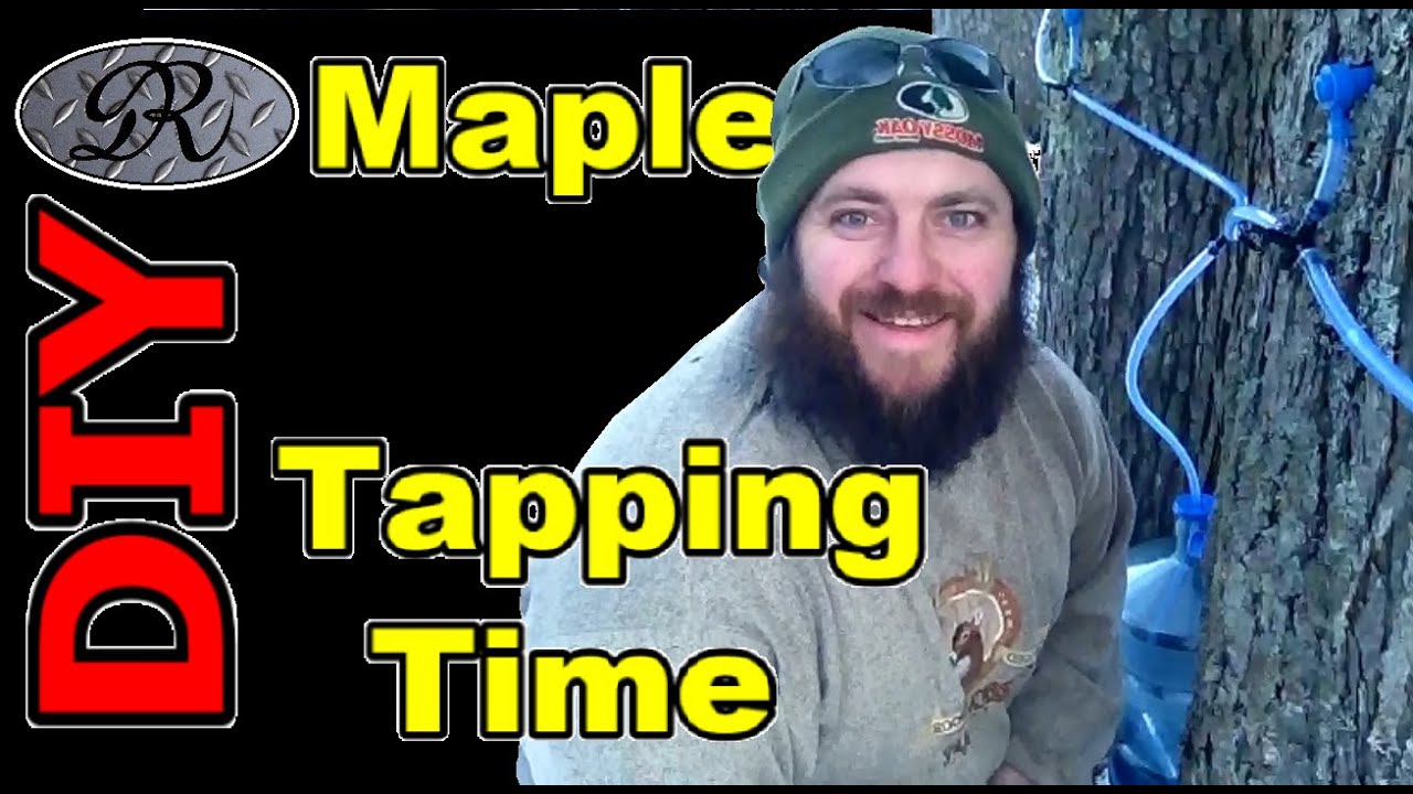🍁 DIY Maple Tree Tapping | Collecting Maple Sap to Make Homemade Maple ...