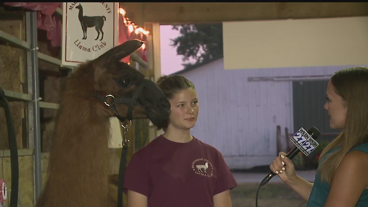 Canfield Fair Day 3: Llama Handler Interviews - YouTube