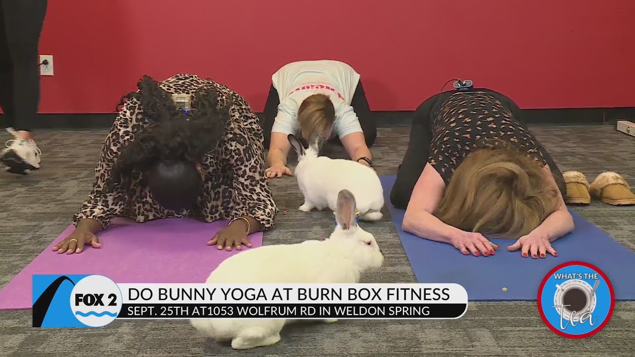 Be quick like a bunny and adopt your next pet at a bunny yoga class ...
