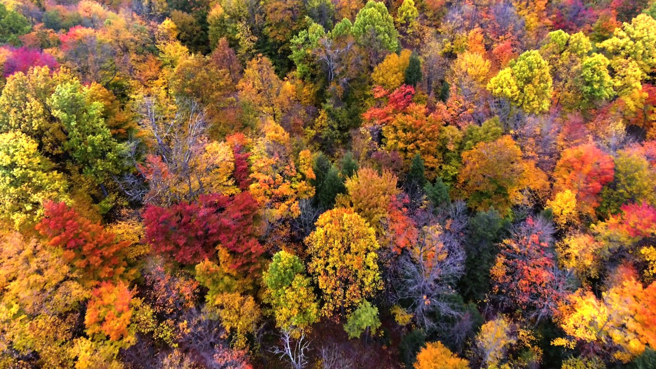 Aerial Footage of Fall Foliage in North East, PA - Phantom 4 - YouTube