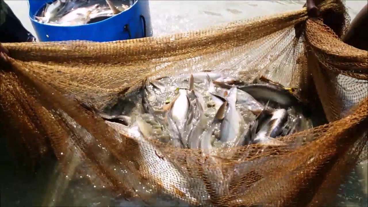 Incredible Village Fishing | Catch Huge Fish Using Very Big Net - YouTube